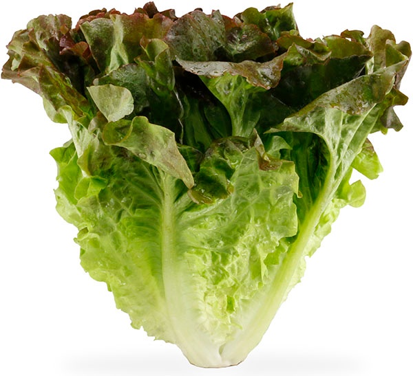 Red Leaf Lettuce
