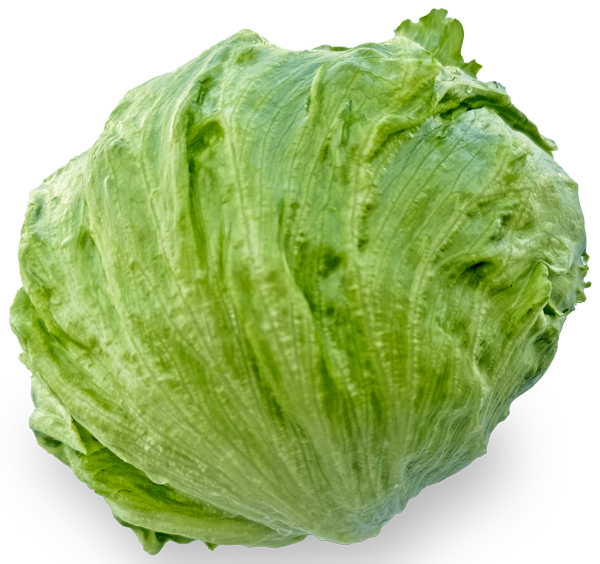 Iceberg Lettuce